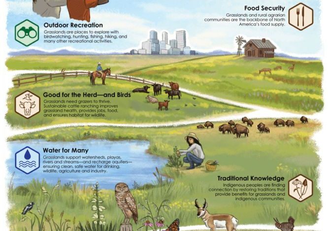 Grassland Ecosystem