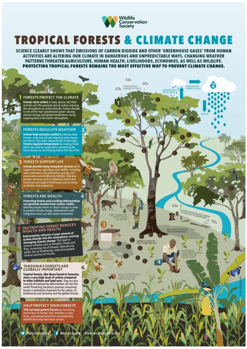 Tropical Forests & Climate Change