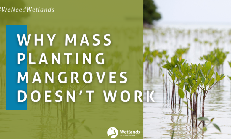 Why Mass Planting Mangroves Doesn't Work