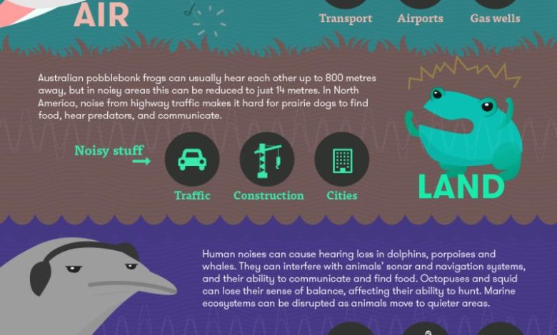 Noise Pollution Animals Can We Fix Our Ocean Noise Problem?